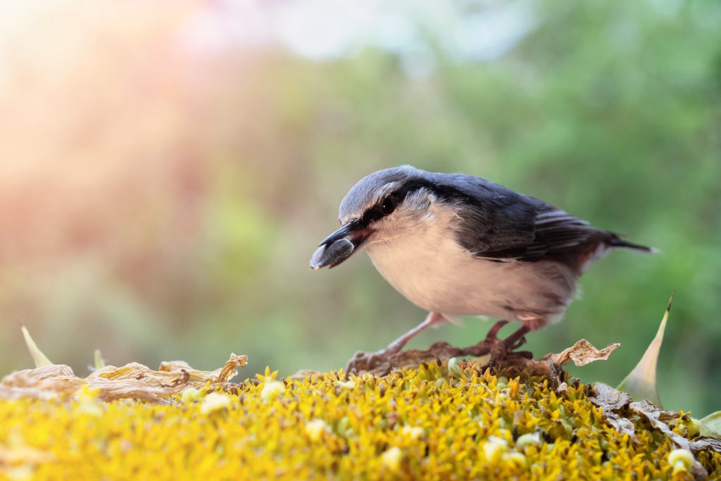 Summer Birding Tips - D&D Feed & Supply