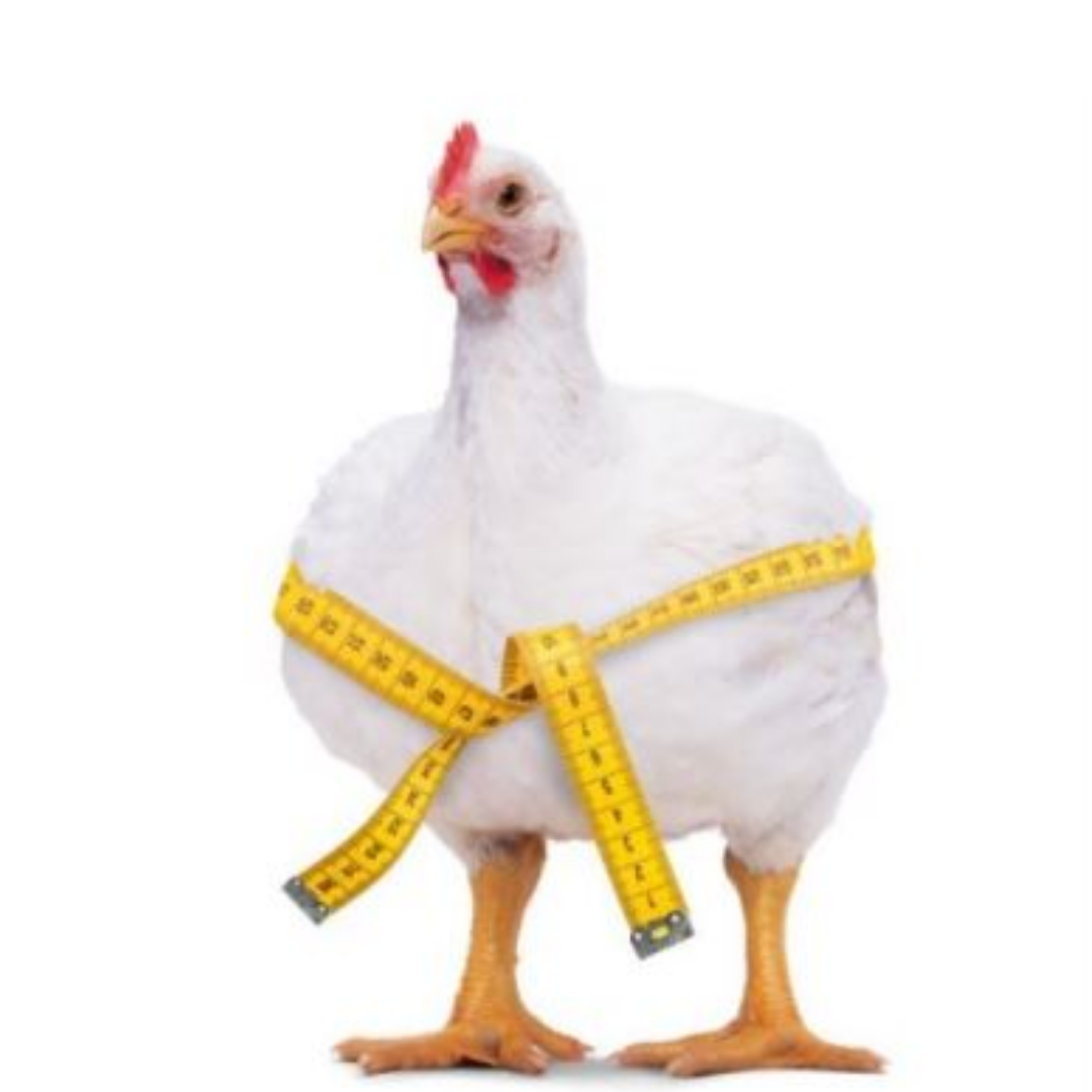 Virtual Show Broiler Meeting: RSVP - D&D Feed & Supply