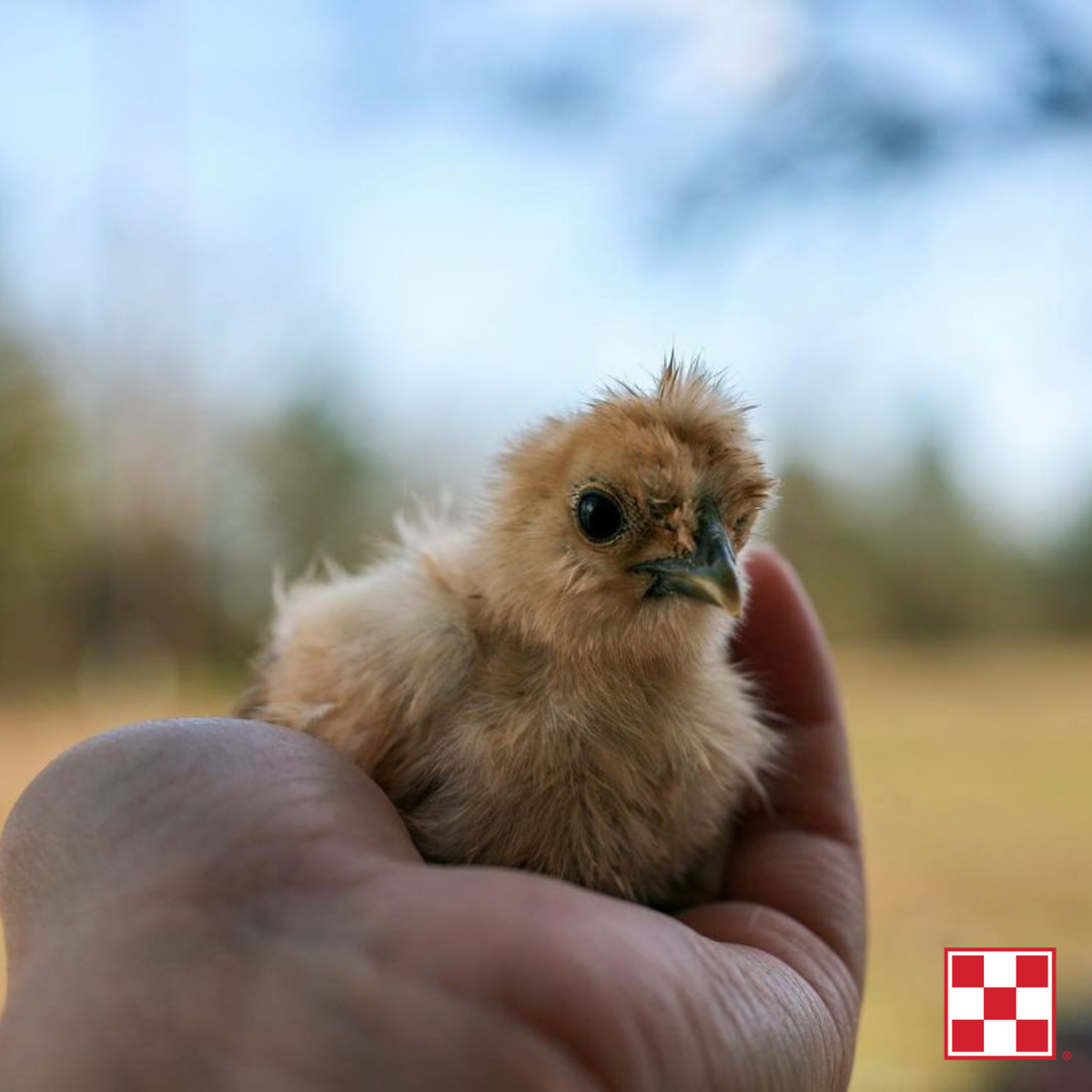 2025 Fall Chick Schedule - D&D Feed & Supply
