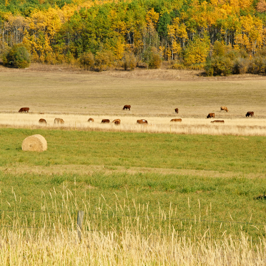 The Importance of Fall Pasture Management - D&D Feed & Supply