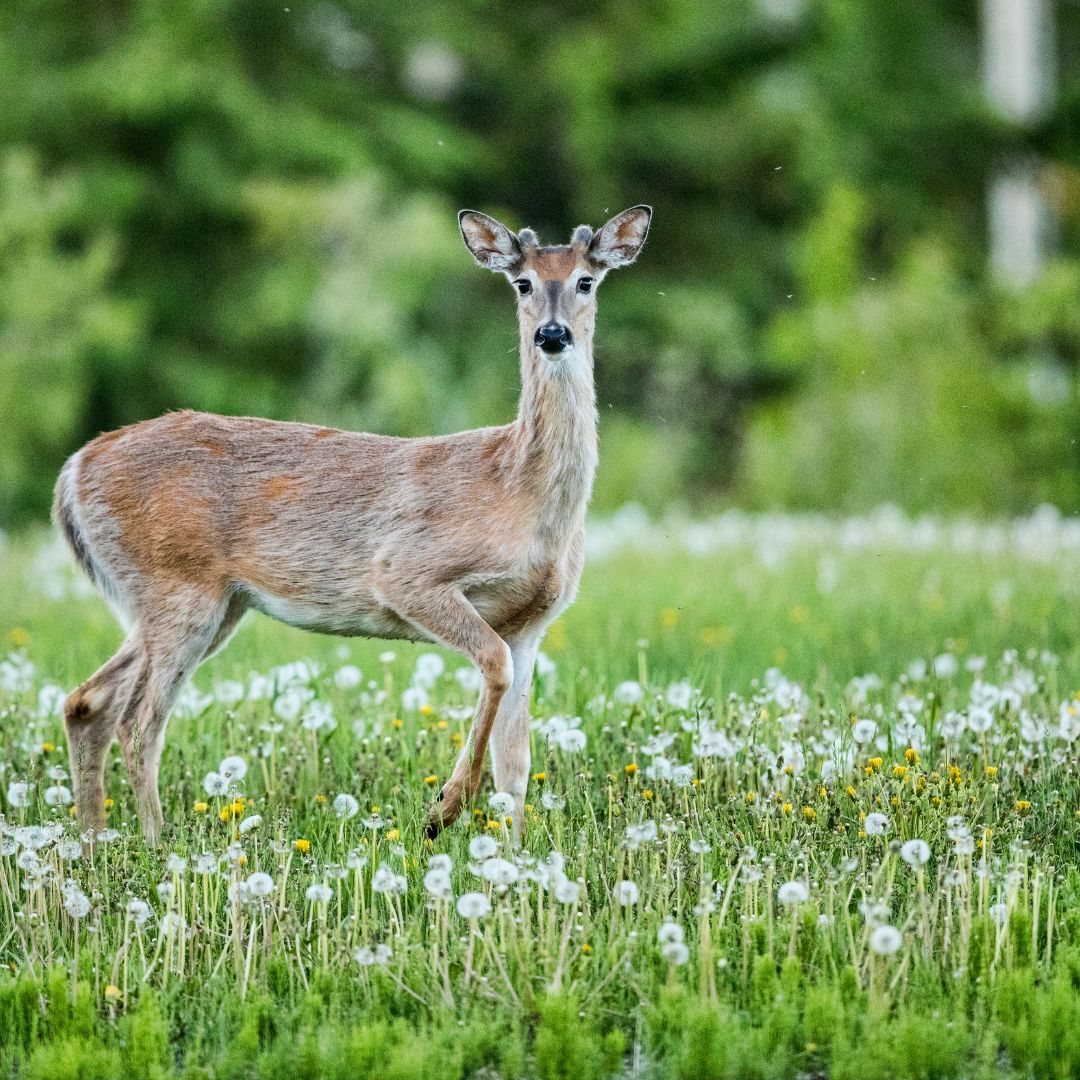 Feeding Deer in Late Spring and Summer - D&D Feed & Supply